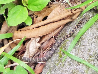 Volcan Arenal National Park | And Then They Went